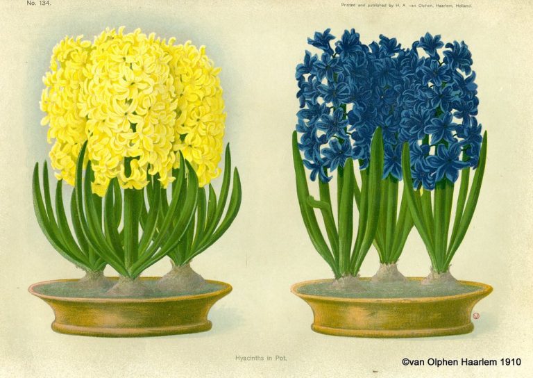 Growing Hyacinths in Winter - Star of Nature