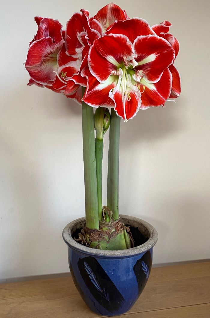 Reblooming Amaryllis: Two Ways to Grow Amaryllis Bulbs Indoors - Star ...