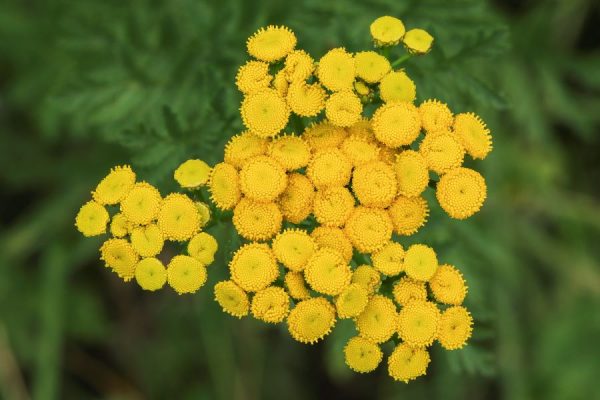 Tansy: What is it Used for? - Star of Nature