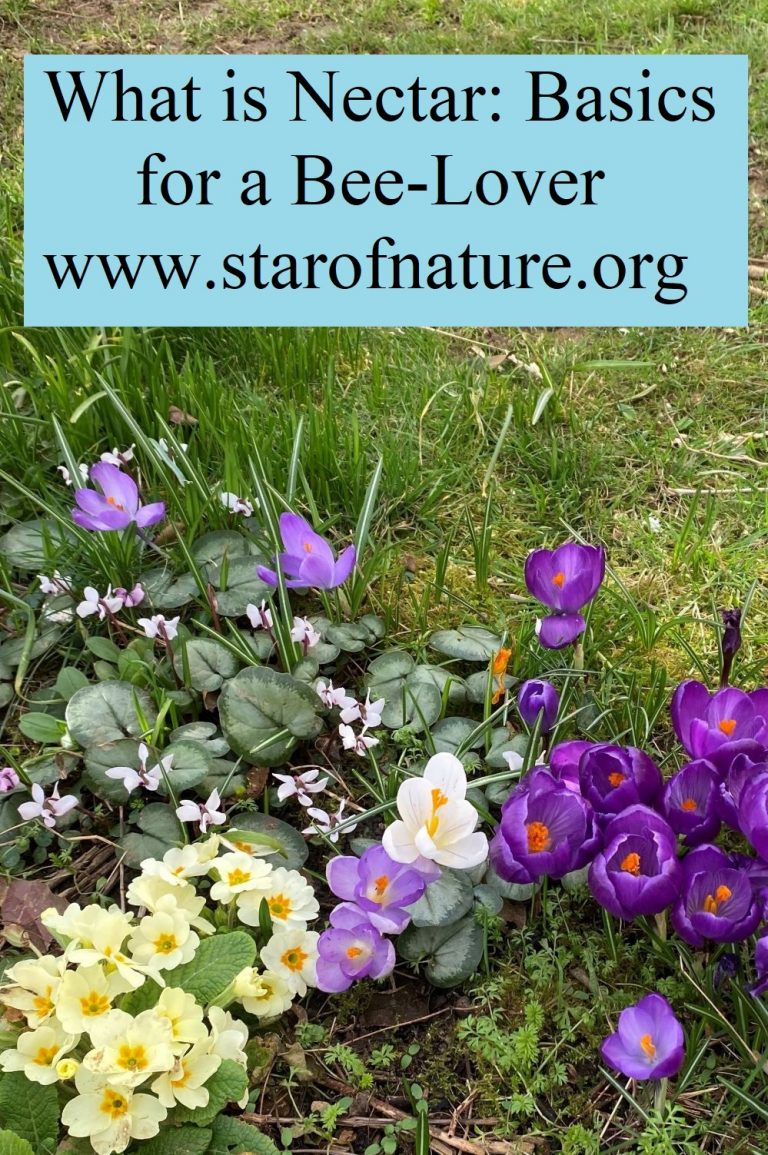 What is Nectar: Basics for a Bee-Lover - Star of Nature