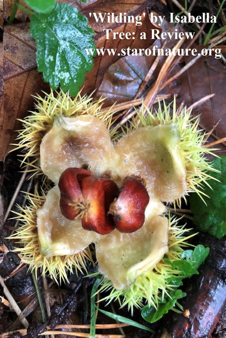 'Wilding' by Isabella Tree: a Review - Star of Nature