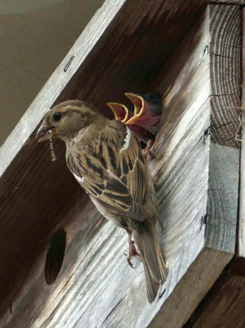 How to Attract Sparrows to your Garden - Star of Nature