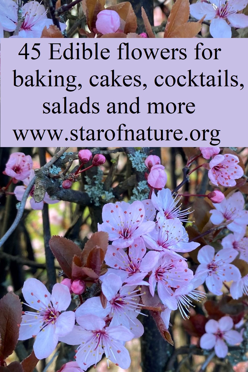 45 Edible Flowers for Baking, Cakes, Cocktails, Salads and More - Star ...