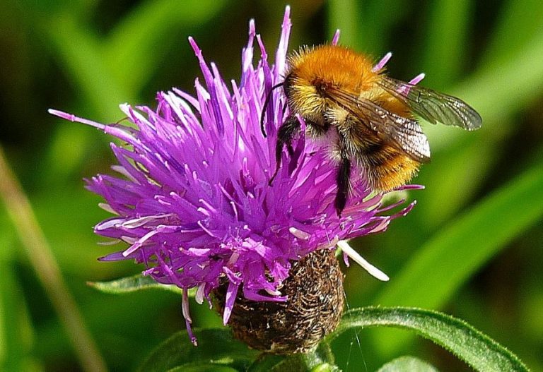 Small Scale Rewilding Archives - Star of Nature