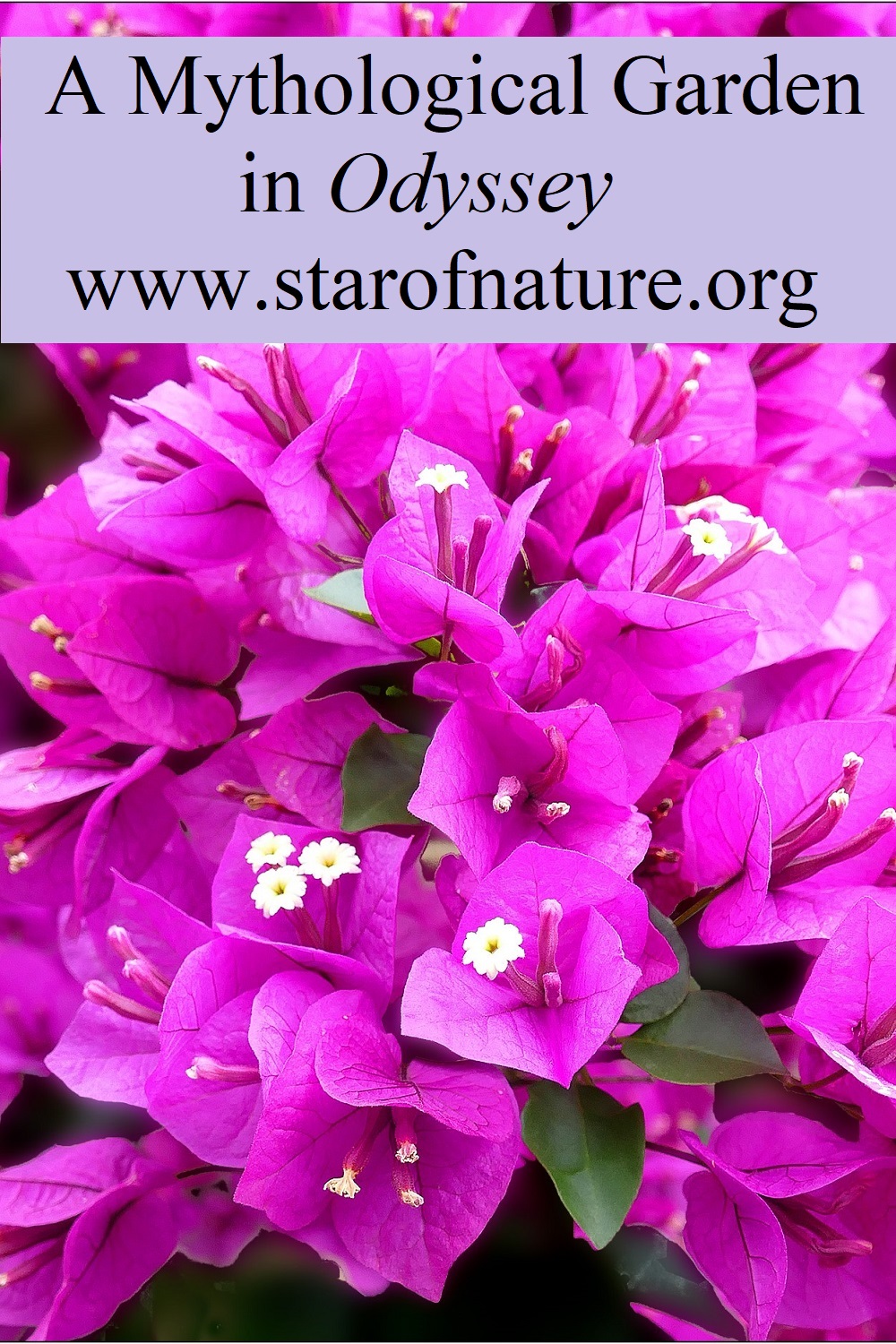 A Mythological Garden in Odyssey - Star of Nature