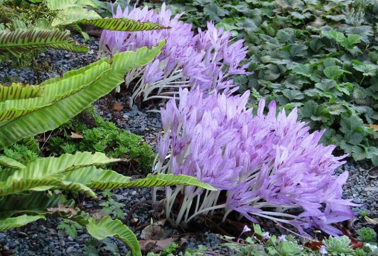 Autumn crocus (Colchicum autumnale) – a Star of Early Autumn - Star of ...